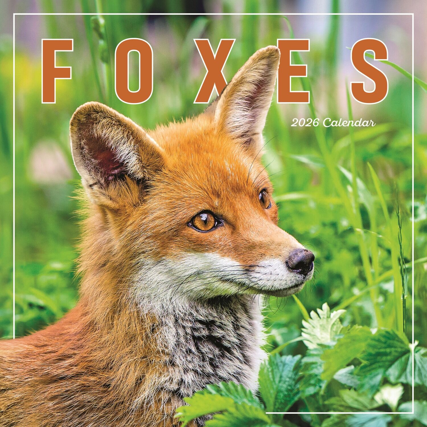 2026 Foxes (PFP) Wall Calendar